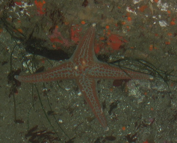 Dermasterias imbricata